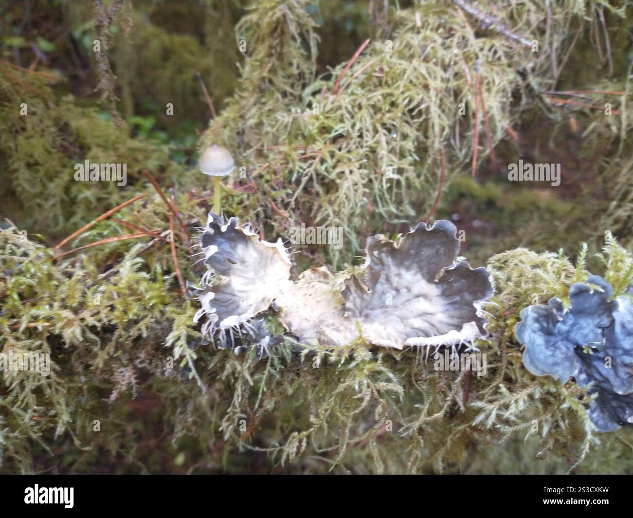 membranous pelt lichen (Peltigera membranacea Stock Photo - Alamy