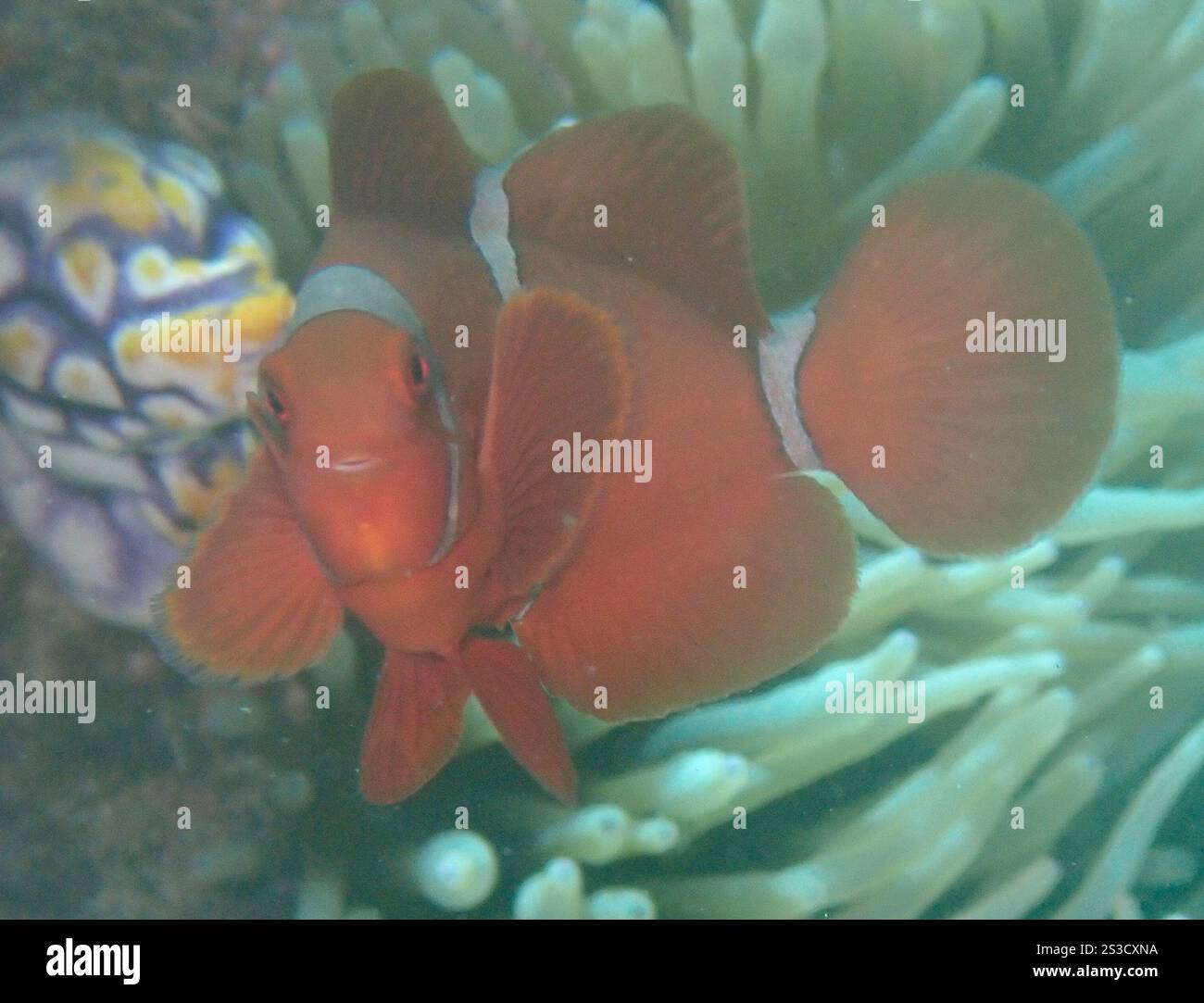 Spine-cheek Clownfish (Amphiprion biaculeatus Stock Photo - Alamy