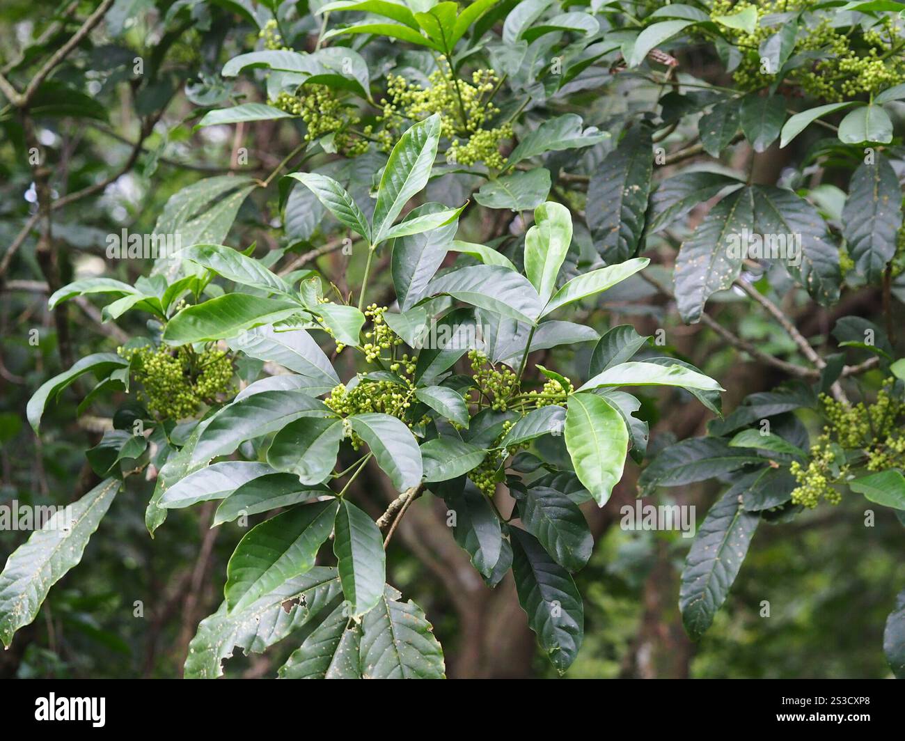 Thin-Evodia (Melicope pteleifolia Stock Photo - Alamy