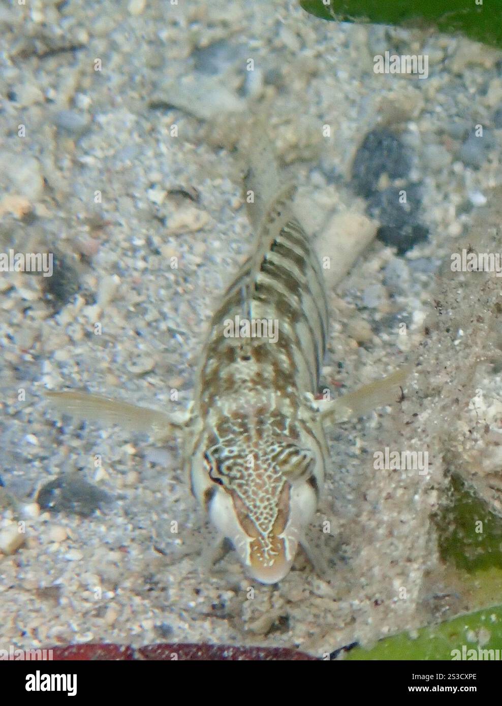 Sharpnose Sandperch (Parapercis cylindrica Stock Photo - Alamy