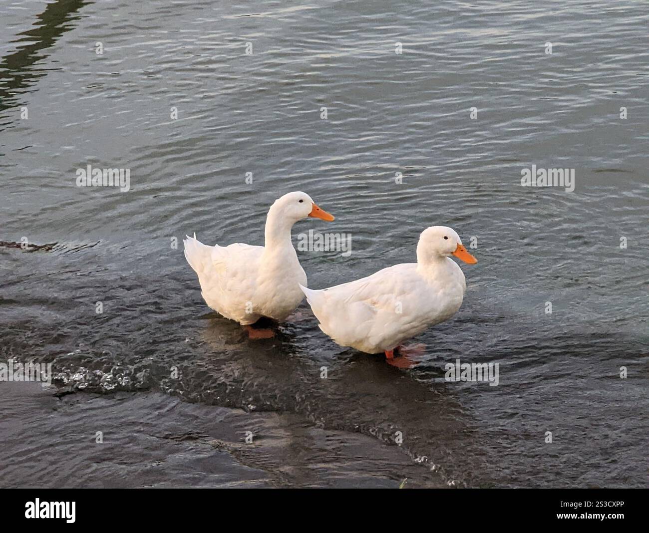 Domestic Mallard (Anas platyrhynchos domesticus Stock Photo - Alamy
