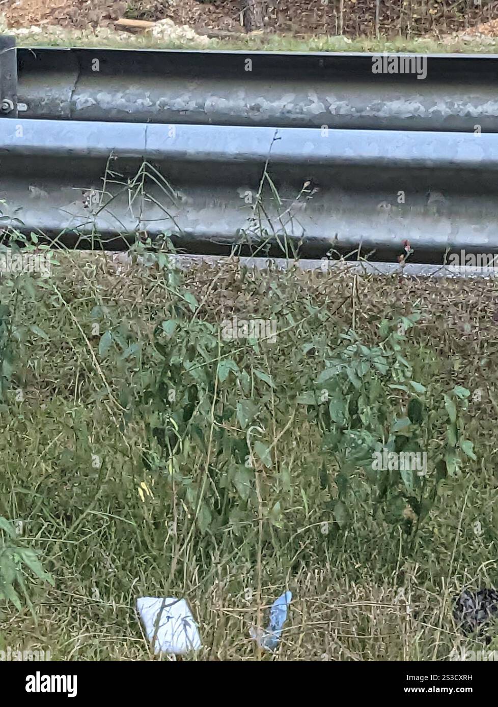Phasey Bean (Macroptilium lathyroides Stock Photo - Alamy