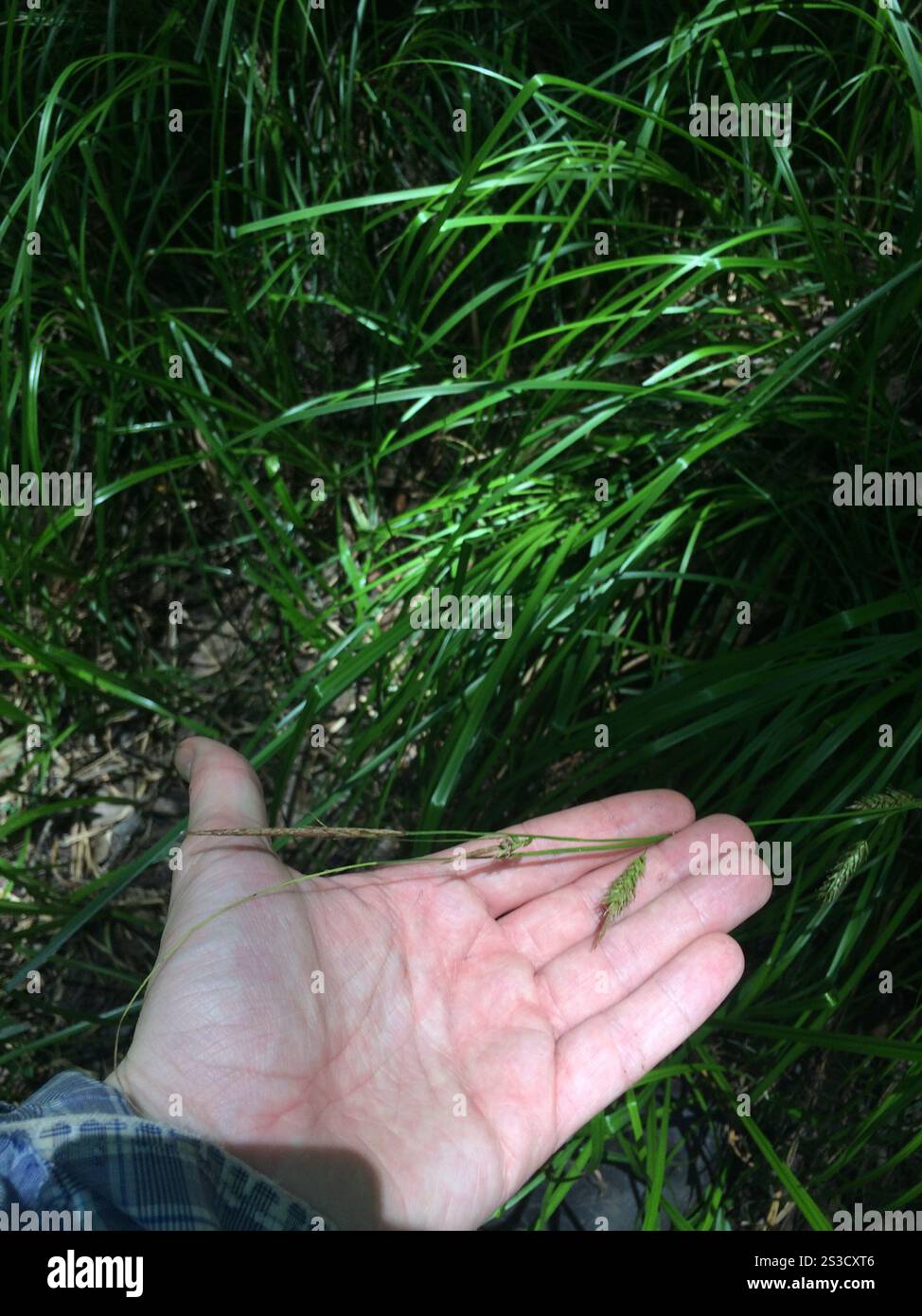 Cherokee sedge (Carex cherokeensis Stock Photo - Alamy