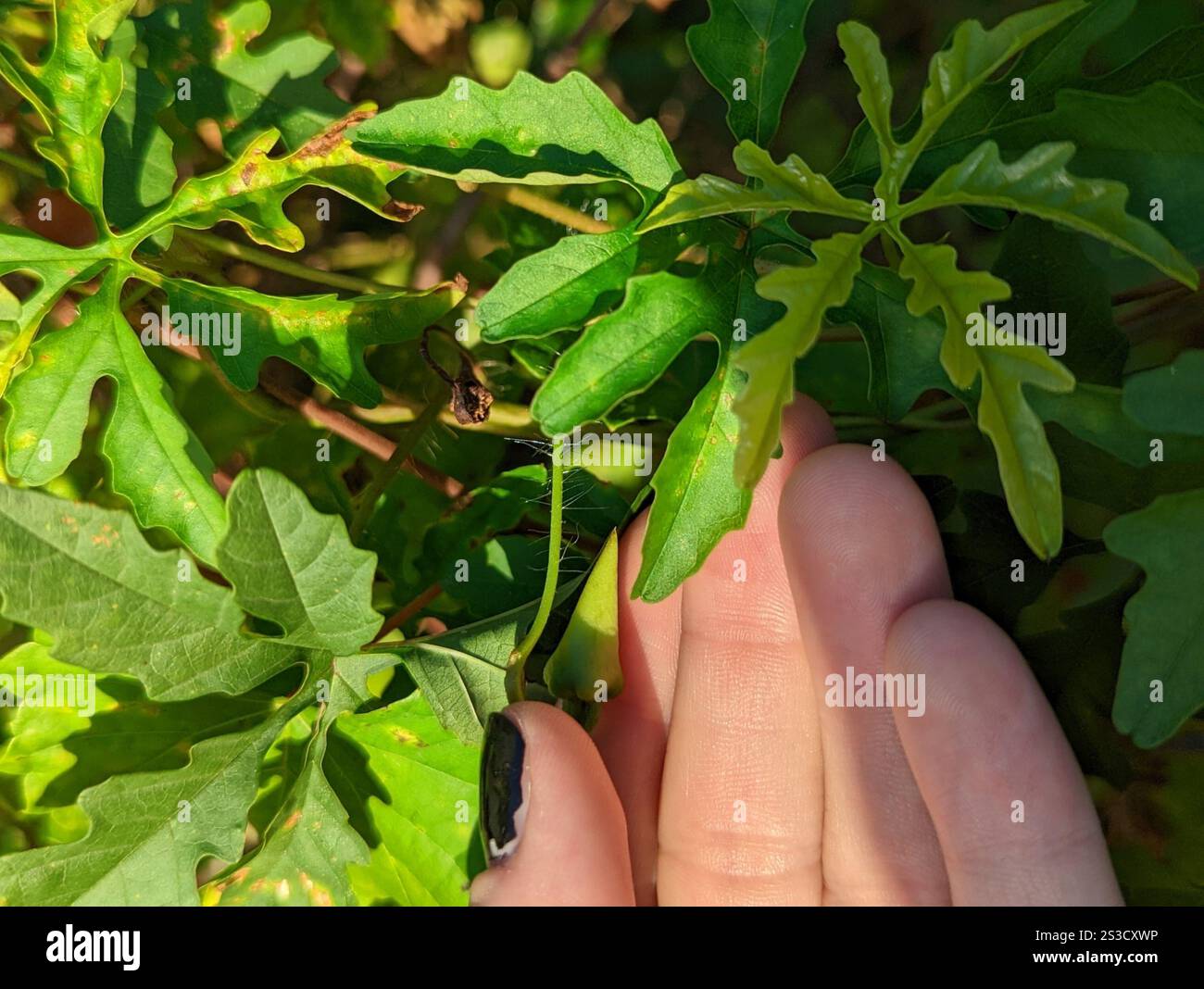 Alamo vine (Distimake dissectus Stock Photo - Alamy