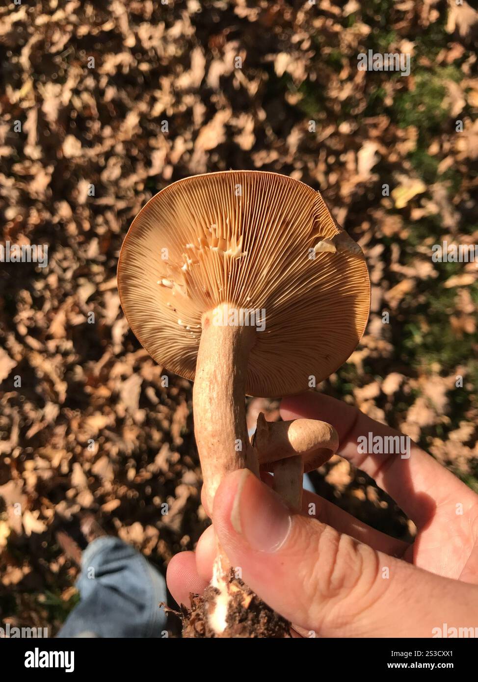 Oakbug Milkcap (Lactarius quietus Stock Photo - Alamy
