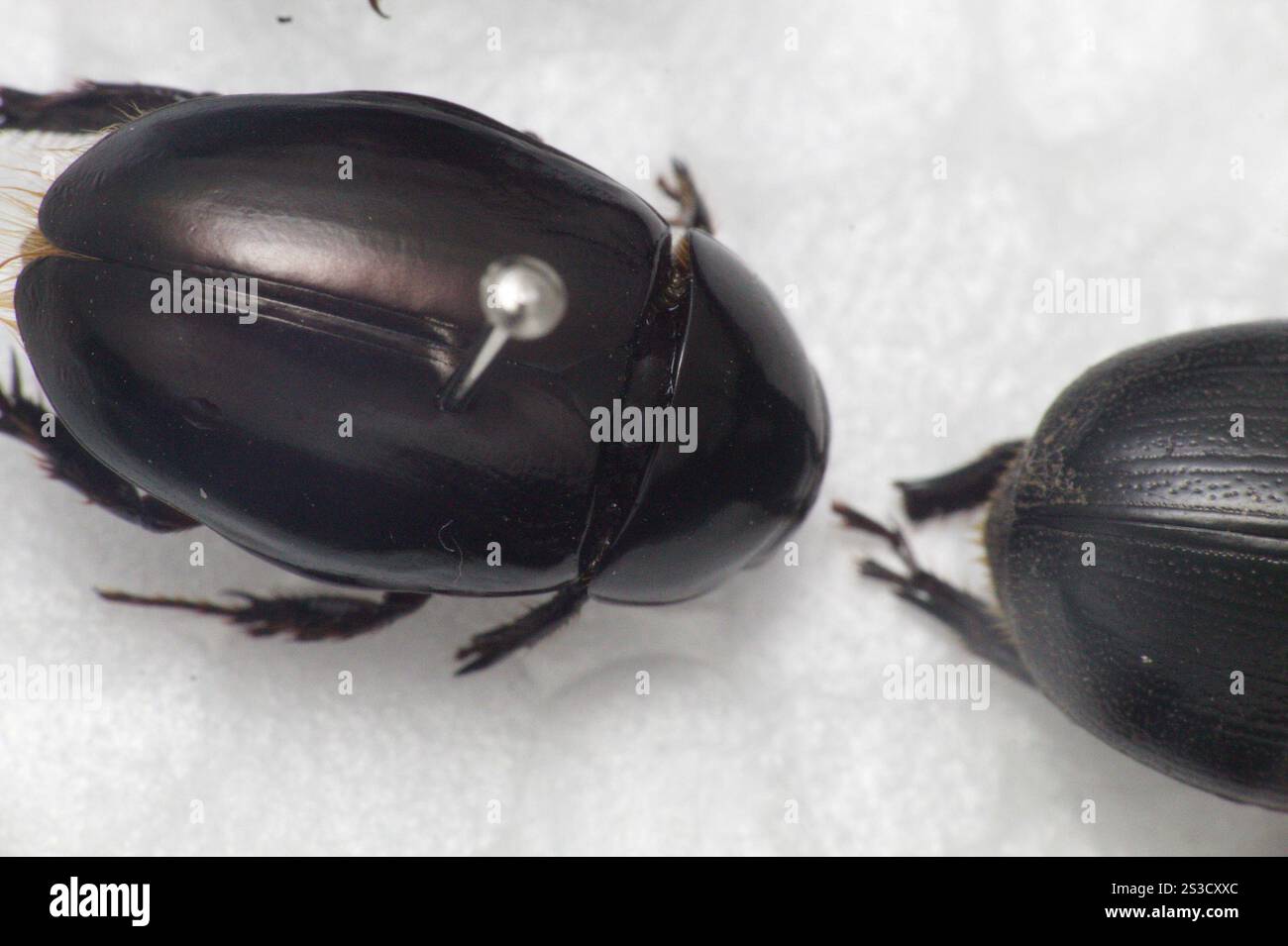 Masked Chafers and Rice Beetles (Cyclocephalini Stock Photo - Alamy