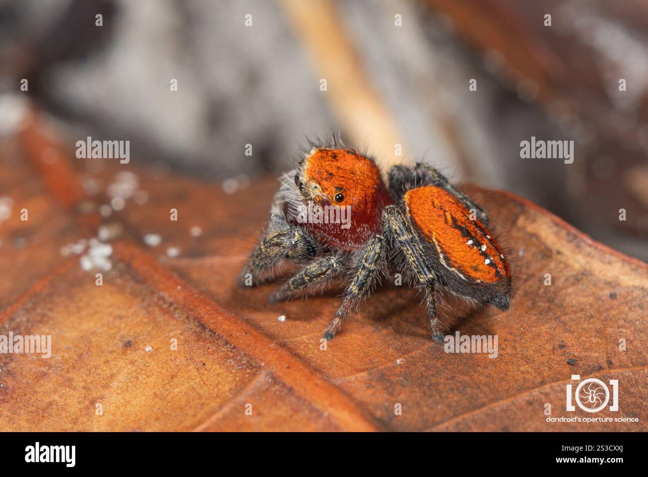 Cardinal Jumping Spider (Phidippus cardinalis Stock Photo - Alamy