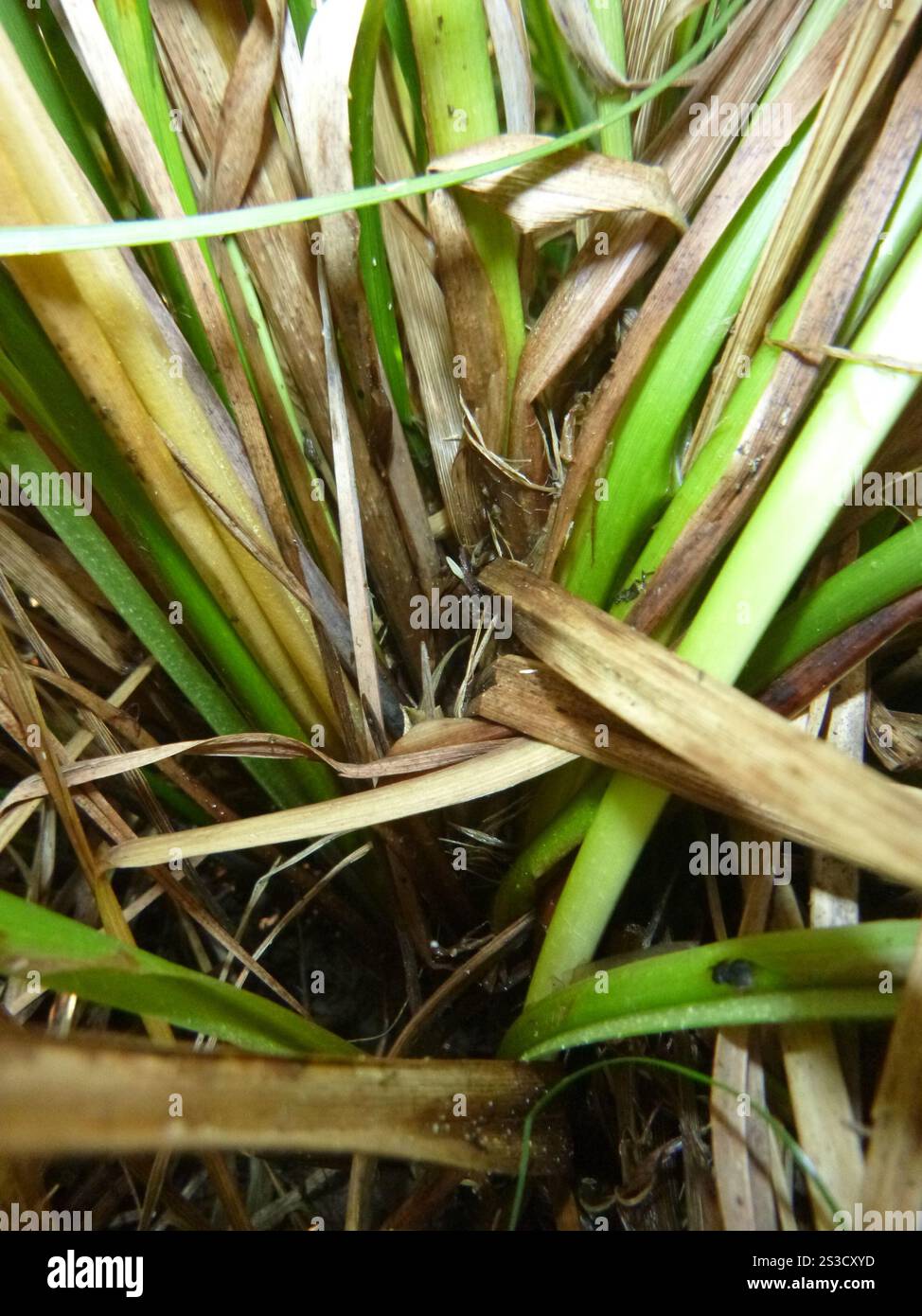 slender tufted-sedge (Carex acuta Stock Photo - Alamy