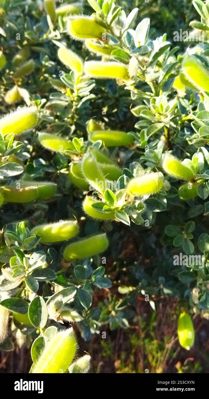 Myrtle Capesweetpea (Podalyria myrtillifolia Stock Photo - Alamy