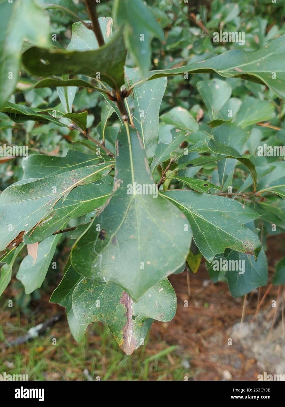 water oak (Quercus nigra Stock Photo - Alamy