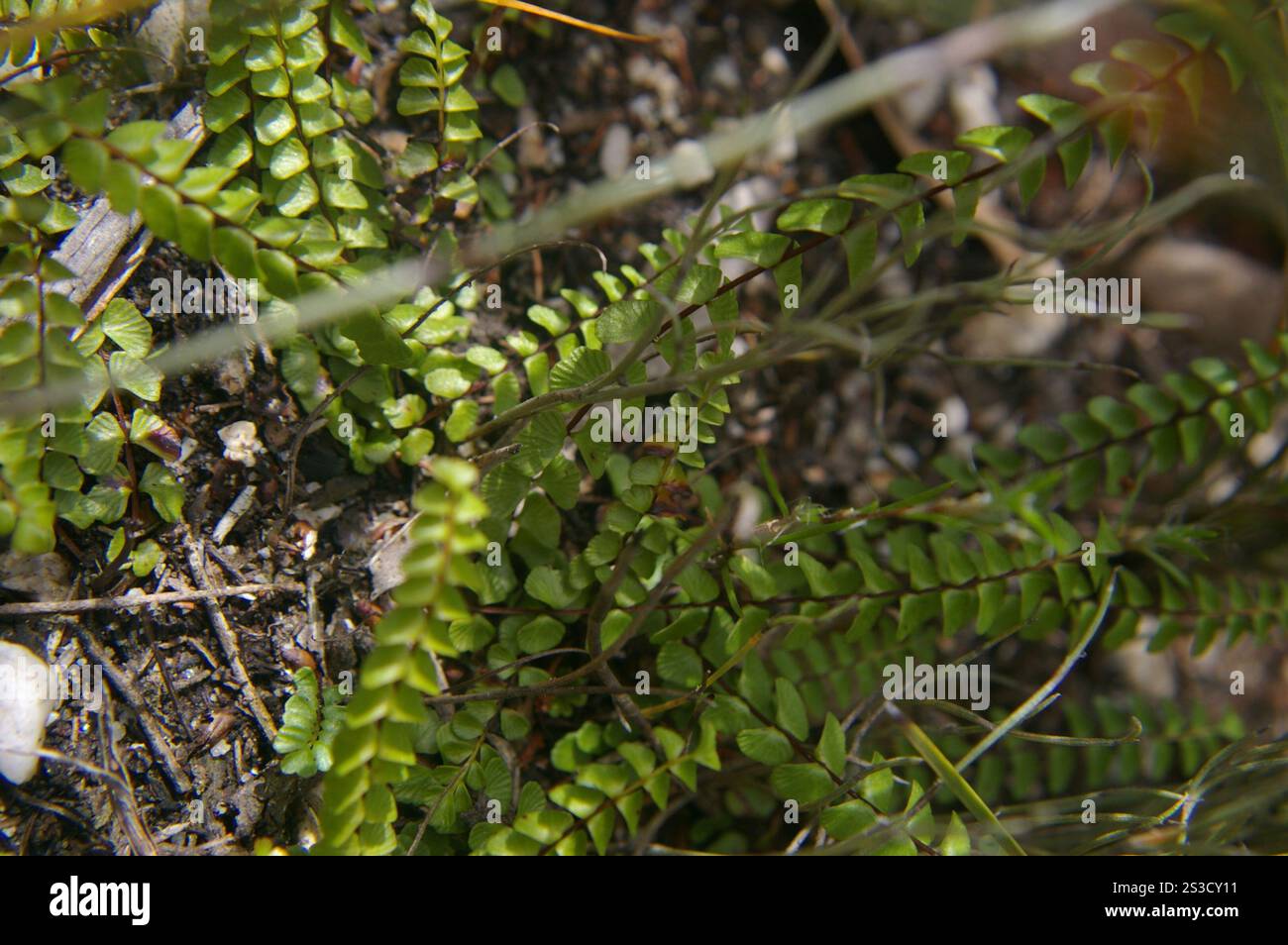 Screw Fern (Lindsaea linearis Stock Photo - Alamy