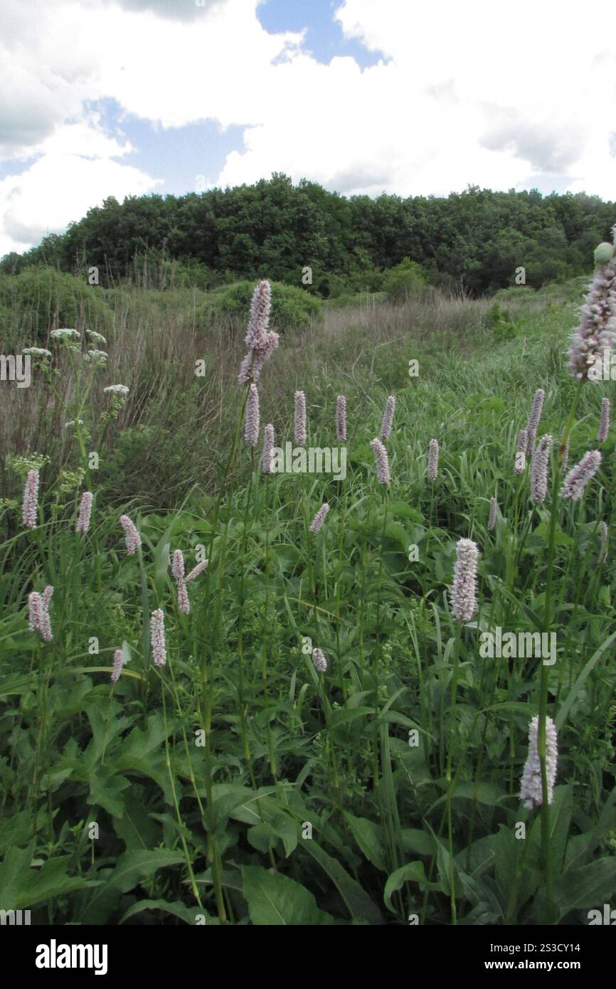common bistort (Bistorta officinalis Stock Photo - Alamy