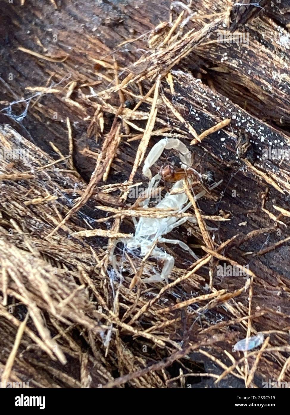 Striped Bark Scorpion (Centruroides vittatus Stock Photo - Alamy