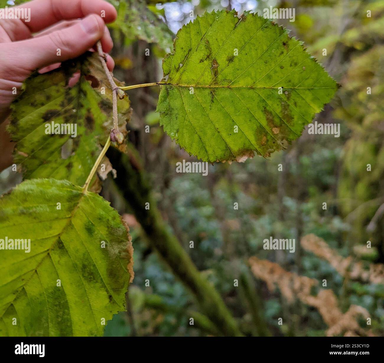 Sitka Alder (Alnus alnobetula sinuata Stock Photo - Alamy