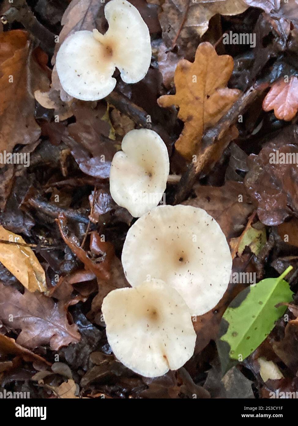 Fragrant Funnel (Clitocybe fragrans Stock Photo - Alamy