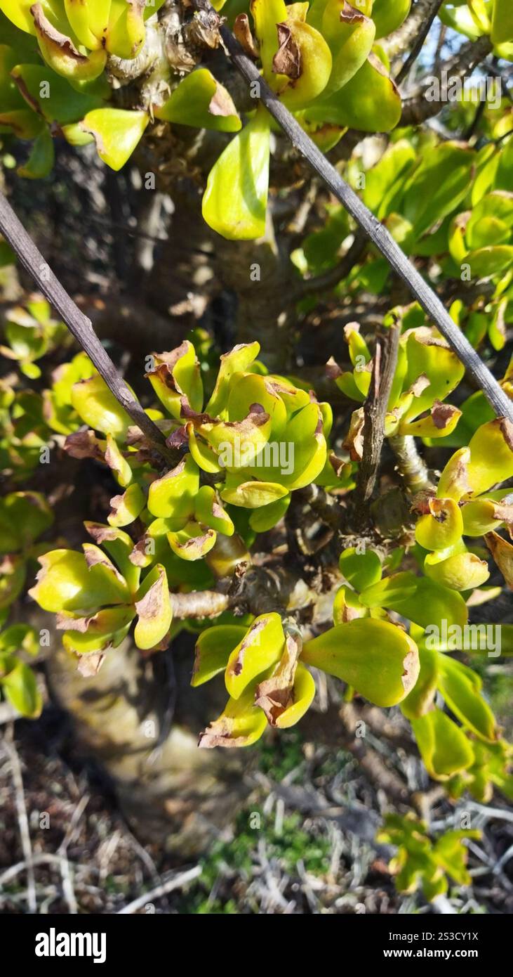 Botterboom (Tylecodon paniculatus Stock Photo - Alamy