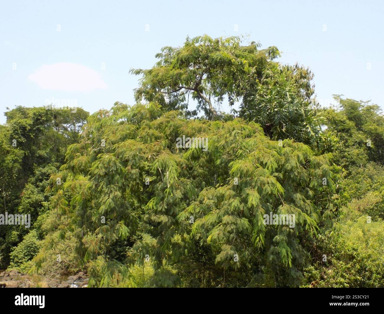 Red Angico (Anadenanthera colubrina Stock Photo - Alamy