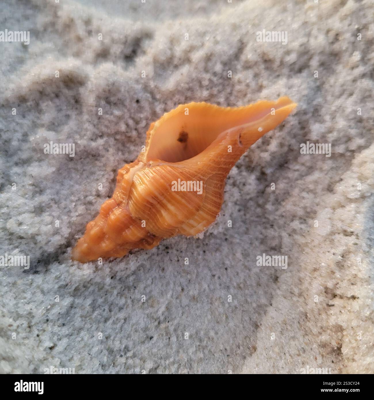 Florida Horse Conch (Triplofusus giganteus Stock Photo - Alamy