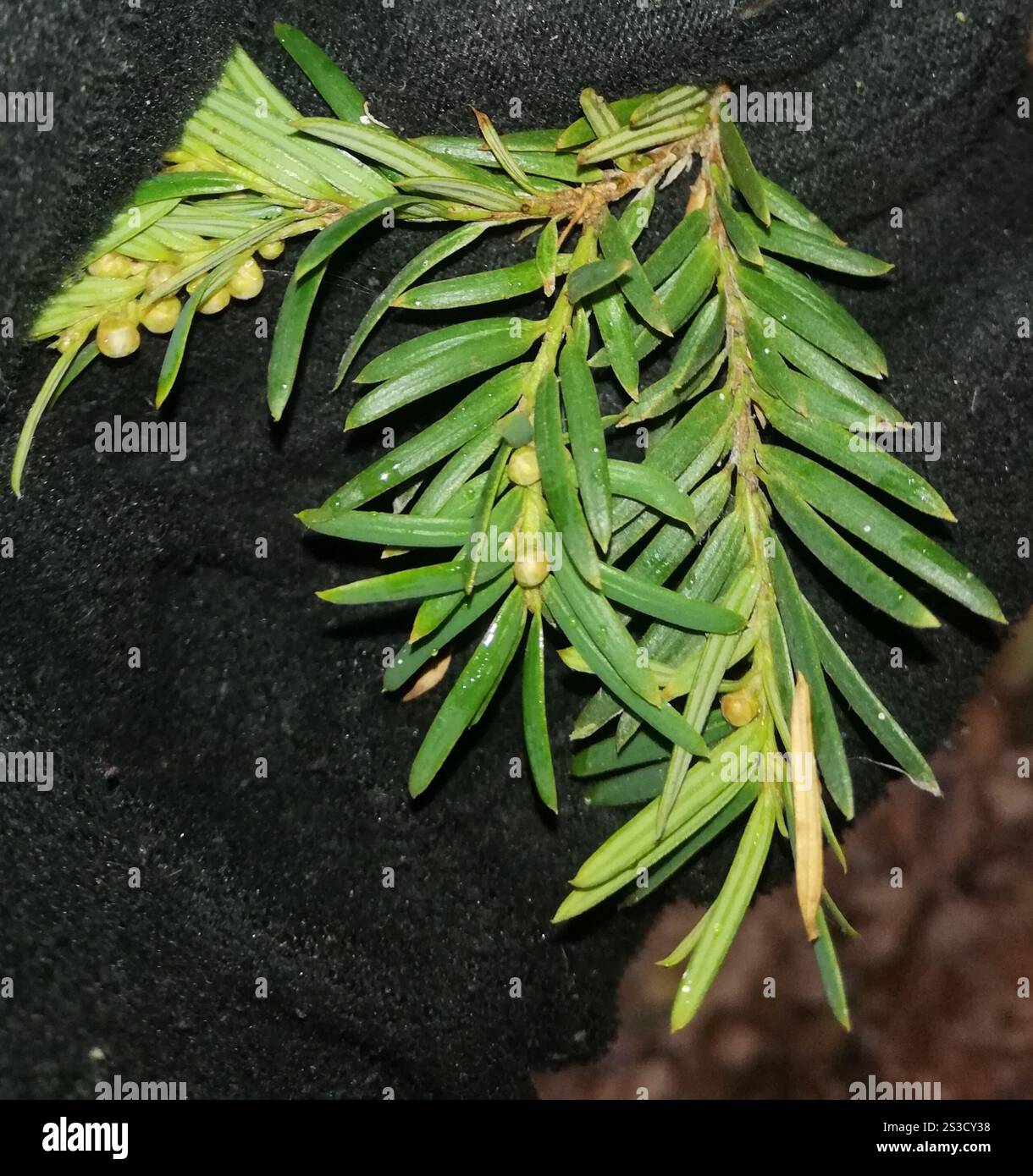 common yew (Taxus baccata Stock Photo - Alamy