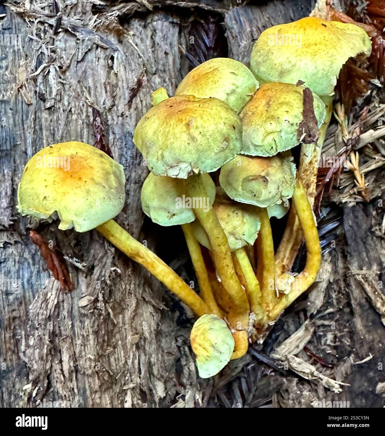 Sulphur Tuft (Hypholoma fasciculare Stock Photo - Alamy