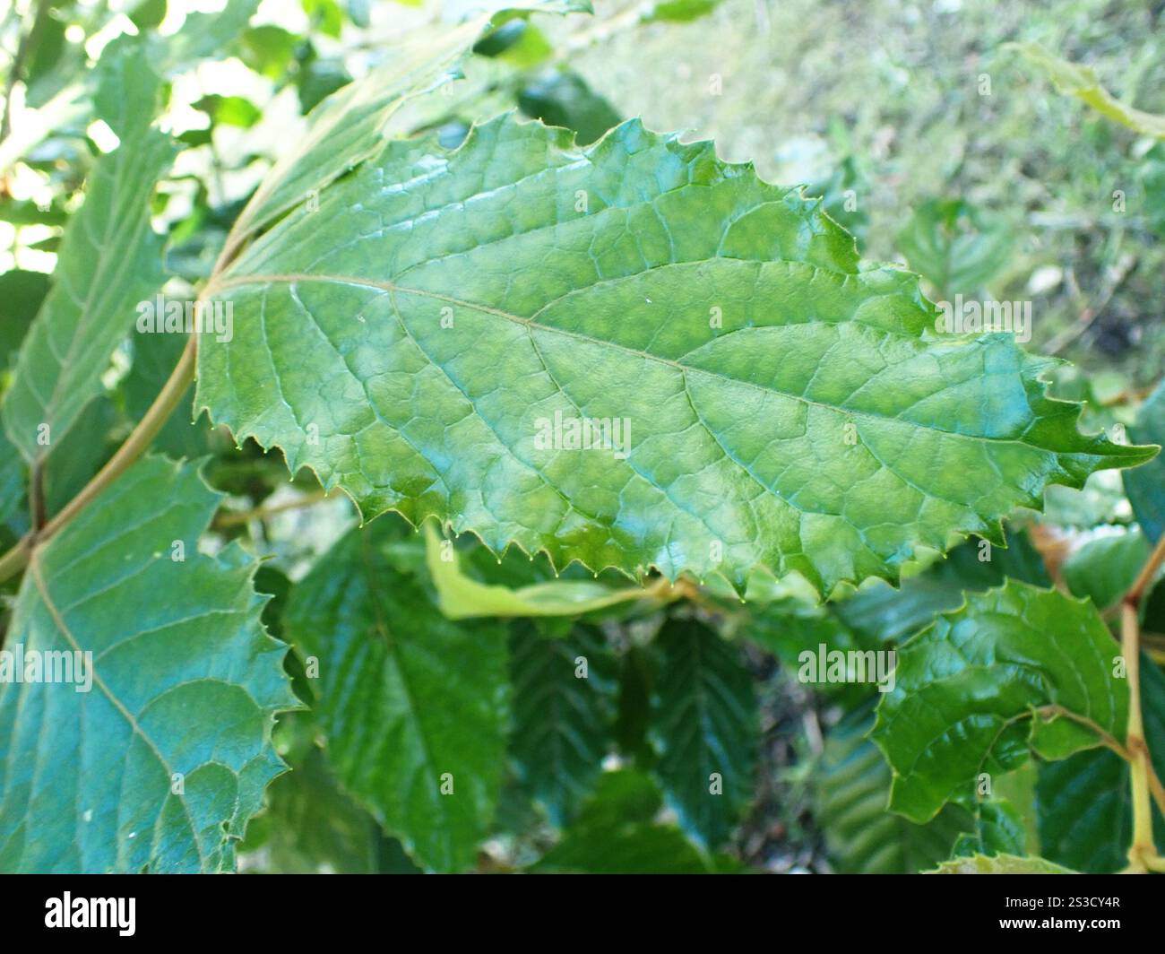 Assegai tree (Curtisia dentata Stock Photo - Alamy