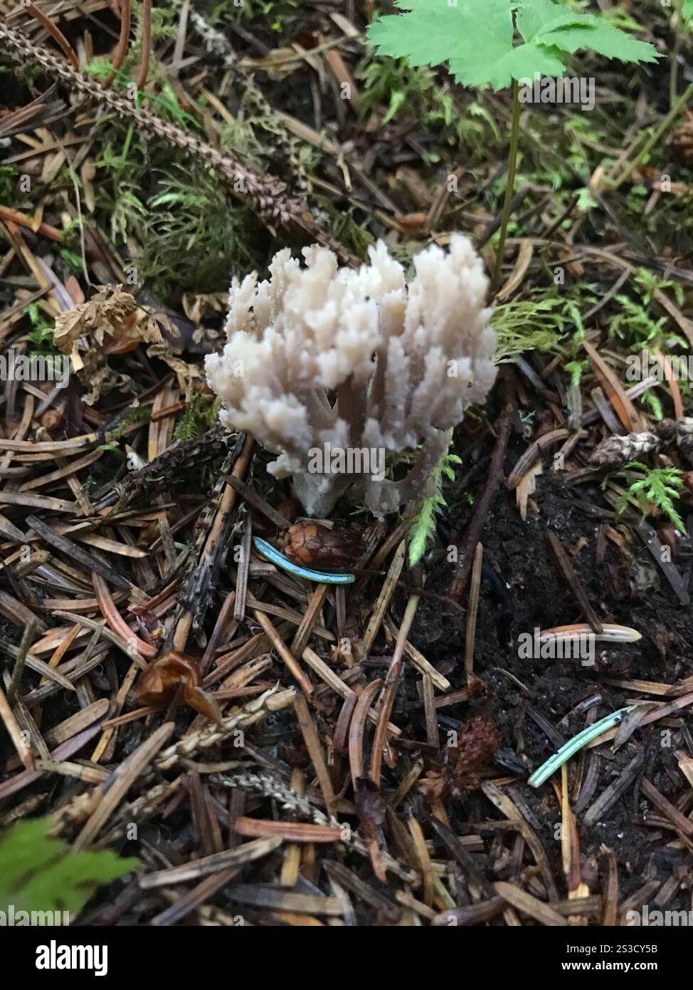 antler and spindle fungi (Clavariaceae Stock Photo - Alamy