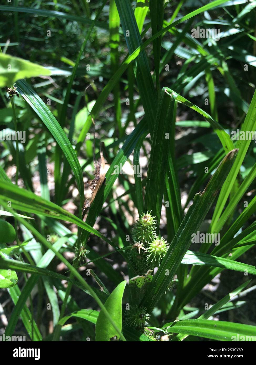 golden cattail sedge (Carex aureolensis Stock Photo - Alamy