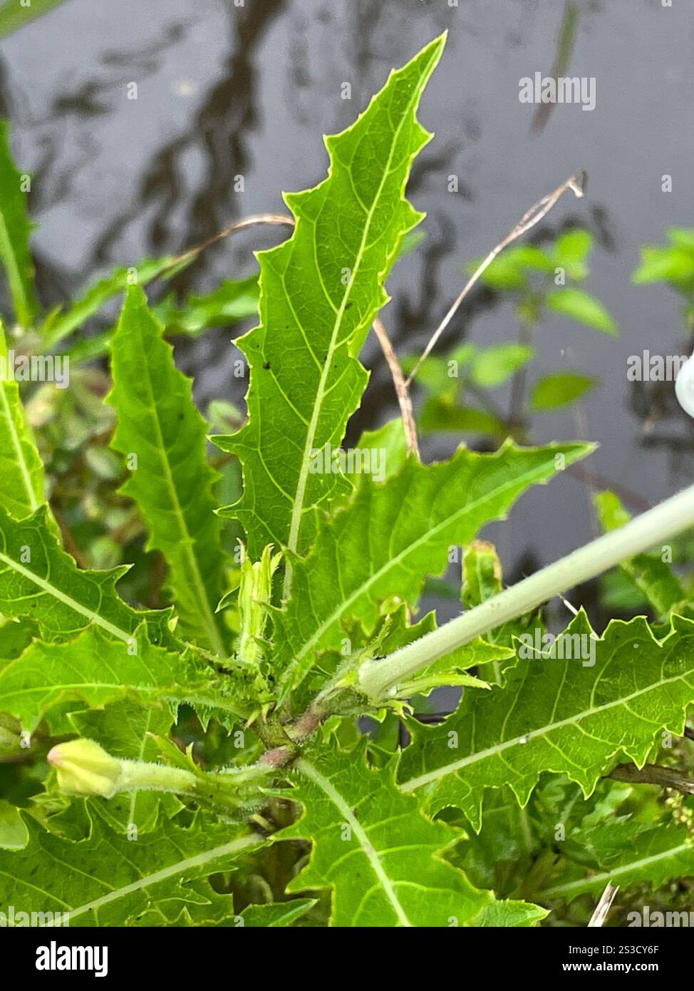 Star of Bethlehem (Hippobroma longiflora Stock Photo - Alamy