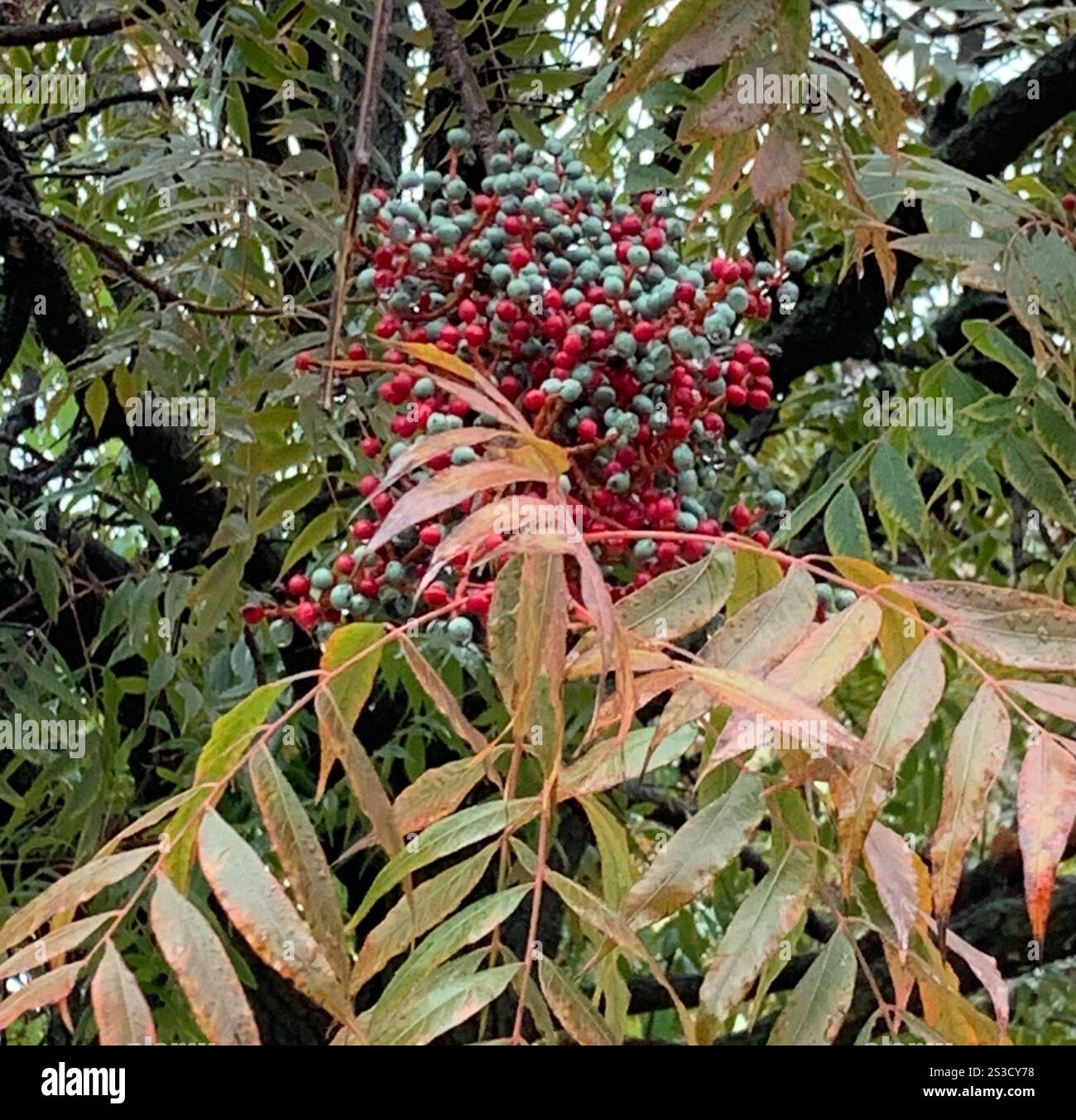 Chinese pistache (Pistacia chinensis Stock Photo - Alamy