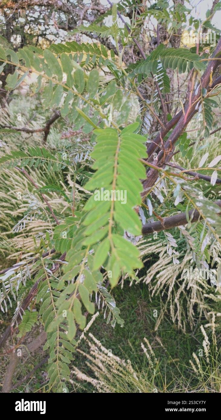 wand riverhemp (Sesbania virgata Stock Photo - Alamy