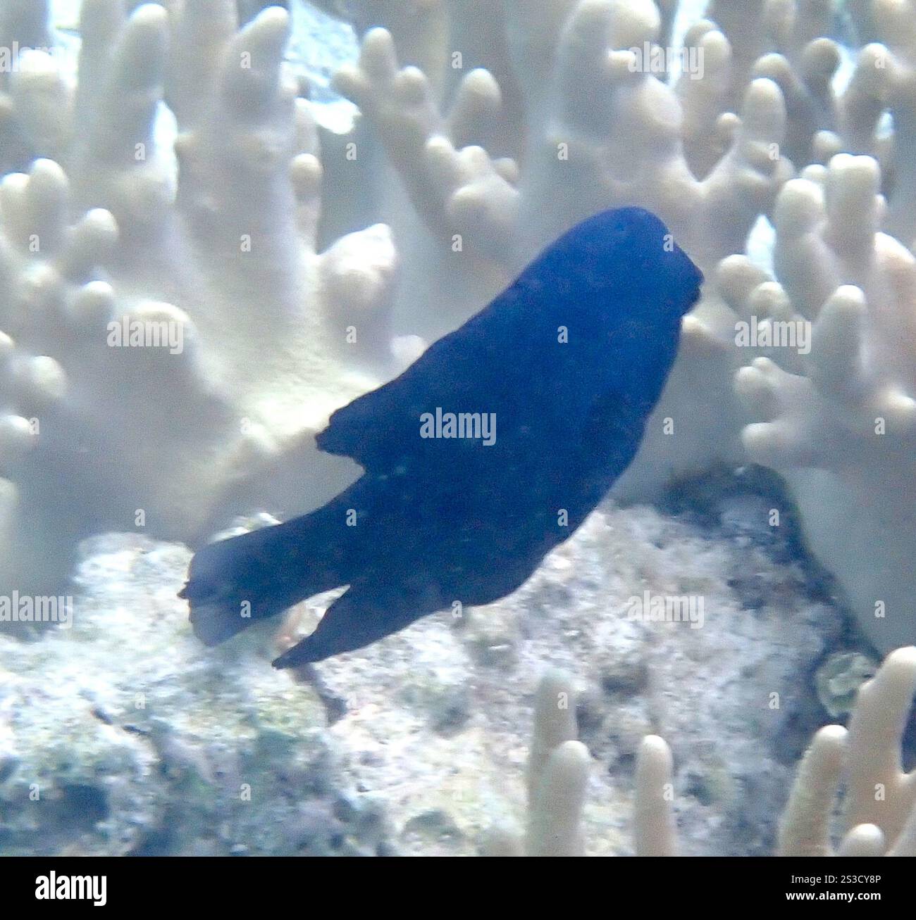 Black Damsel (Neoglyphidodon melas Stock Photo - Alamy