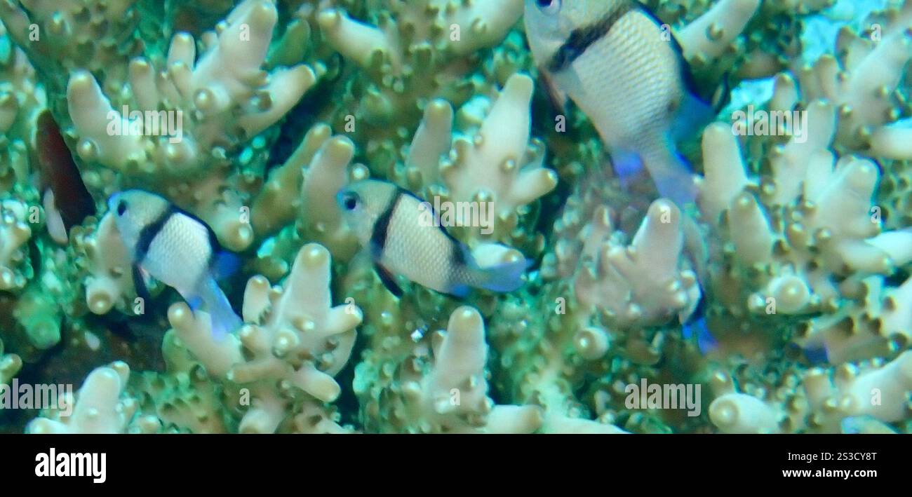 Reticulated Damselfish (Dascyllus reticulatus Stock Photo - Alamy