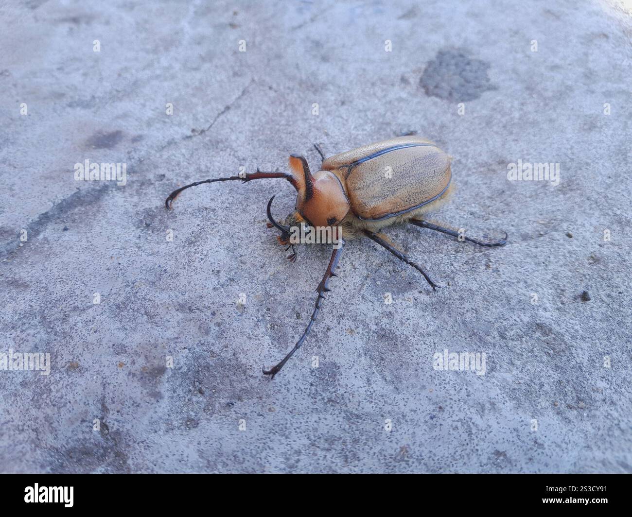 Caliper beetle (Golofa porteri Stock Photo - Alamy