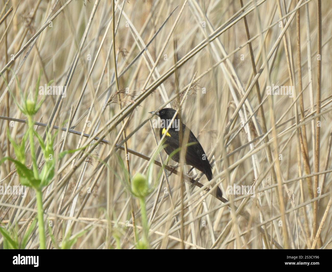 Yellow-winged Blackbird (Agelasticus thilius Stock Photo - Alamy