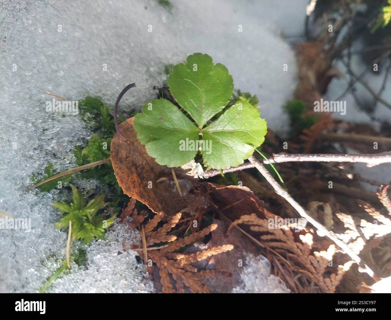 threeleaf goldthread (Coptis trifolia Stock Photo - Alamy