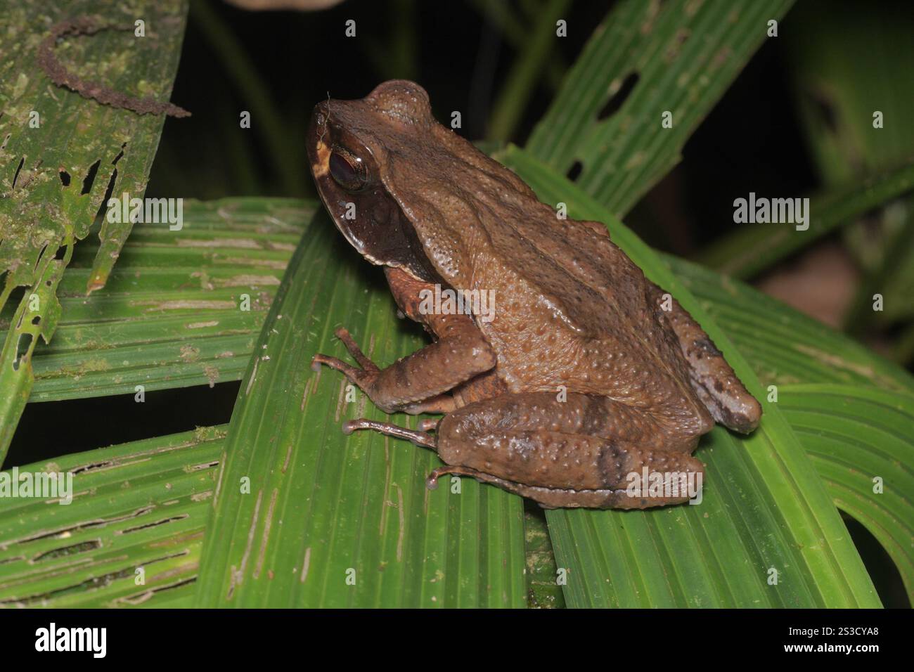 Leaf Litter Toad (Rhaebo haematiticus Stock Photo - Alamy