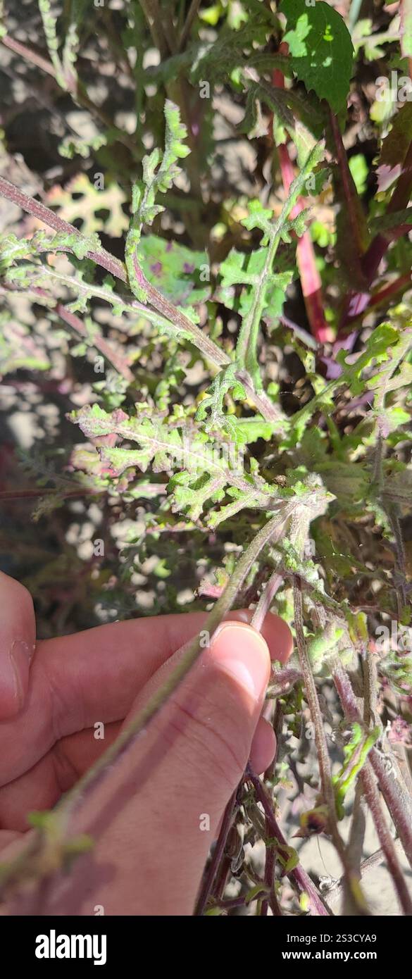 Red-purple Ragwort (Senecio elegans Stock Photo - Alamy