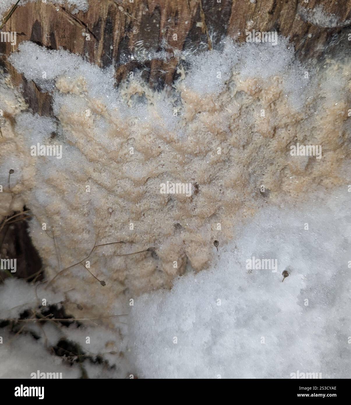 Tapioca Slime Mold (Brefeldia maxima Stock Photo - Alamy