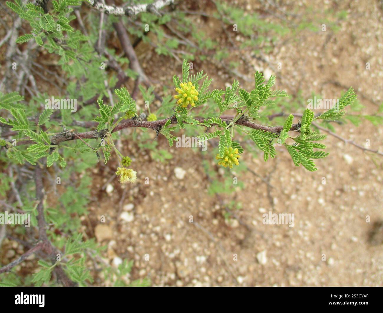 Red Umbrella Thorn (Vachellia reficiens reficiens Stock Photo - Alamy