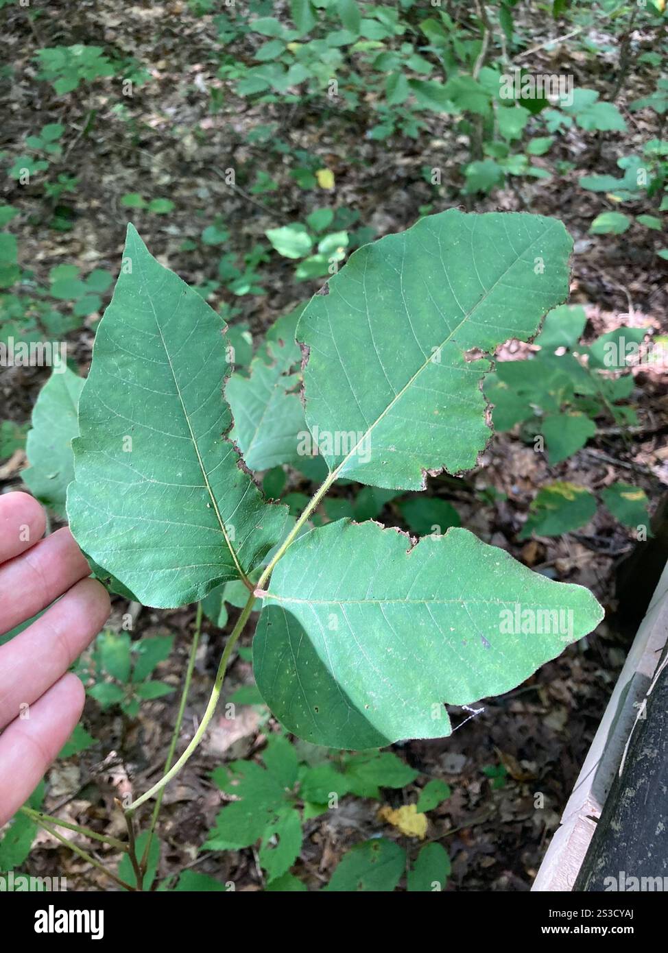 eastern poison ivy (Toxicodendron radicans Stock Photo - Alamy