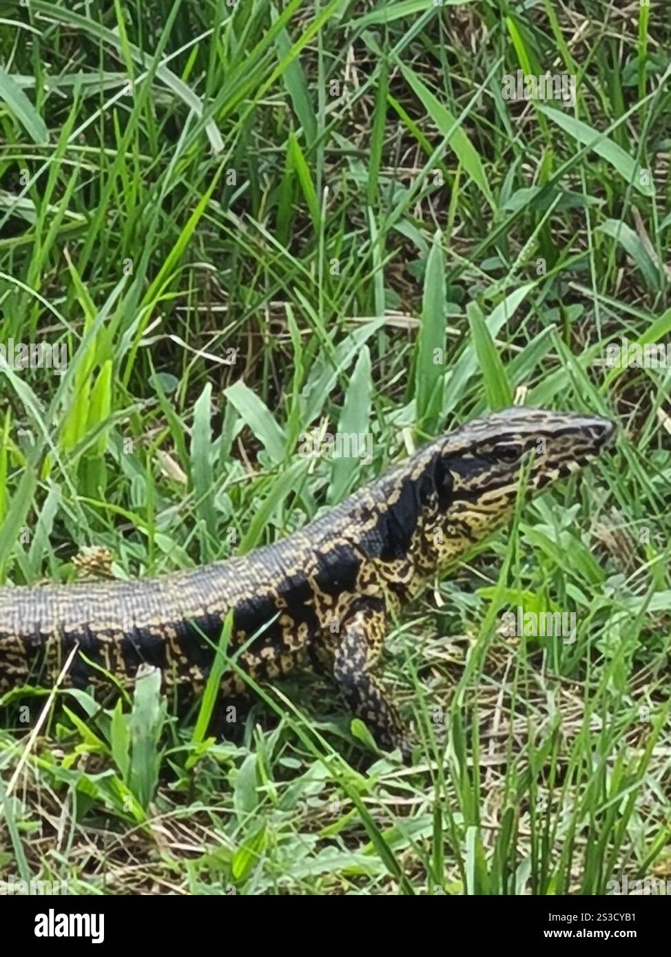Gold Tegu (Tupinambis teguixin Stock Photo - Alamy