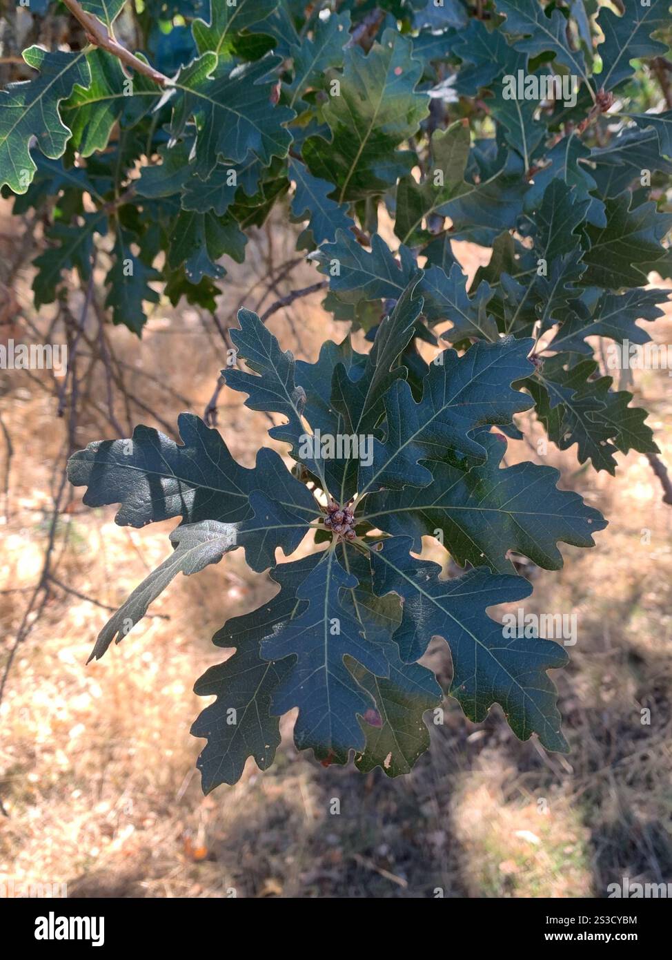 valley oak (Quercus lobata Stock Photo - Alamy