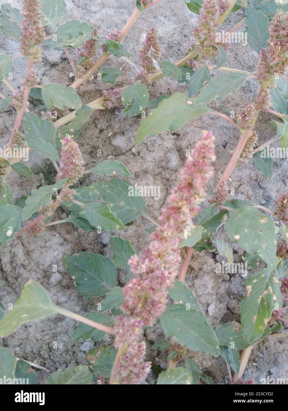 Redroot Amaranth (Amaranthus retroflexus Stock Photo - Alamy