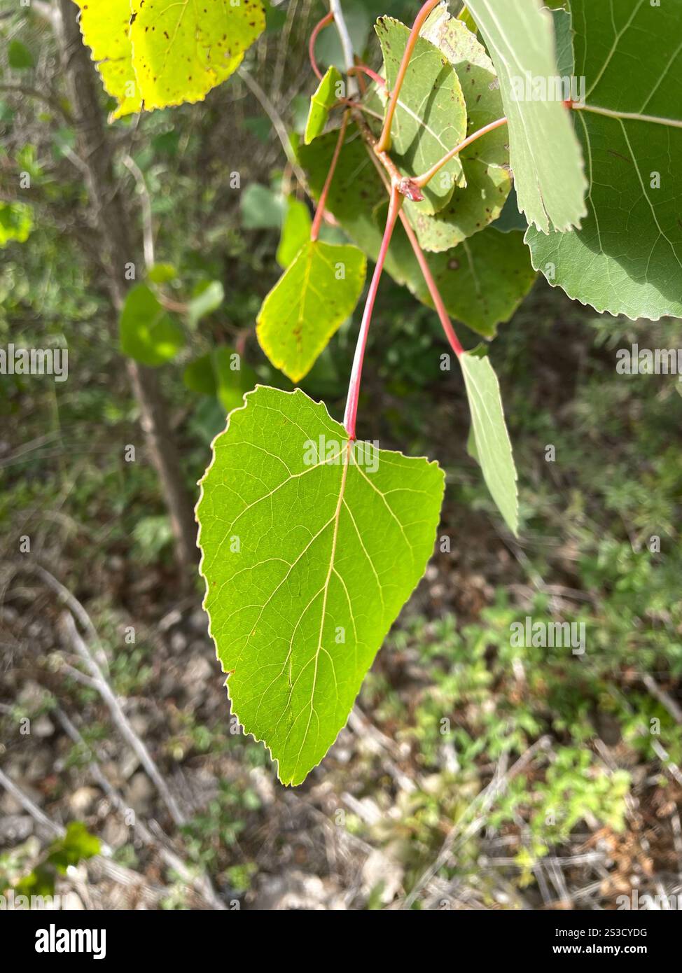 Eastern Cottonwood (Populus deltoides Stock Photo - Alamy