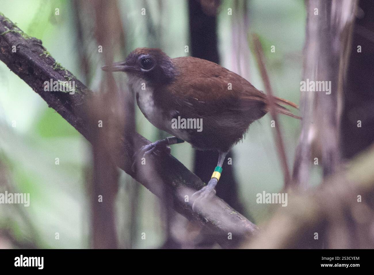 Bicolored antbird hi-res stock photography and images - Alamy