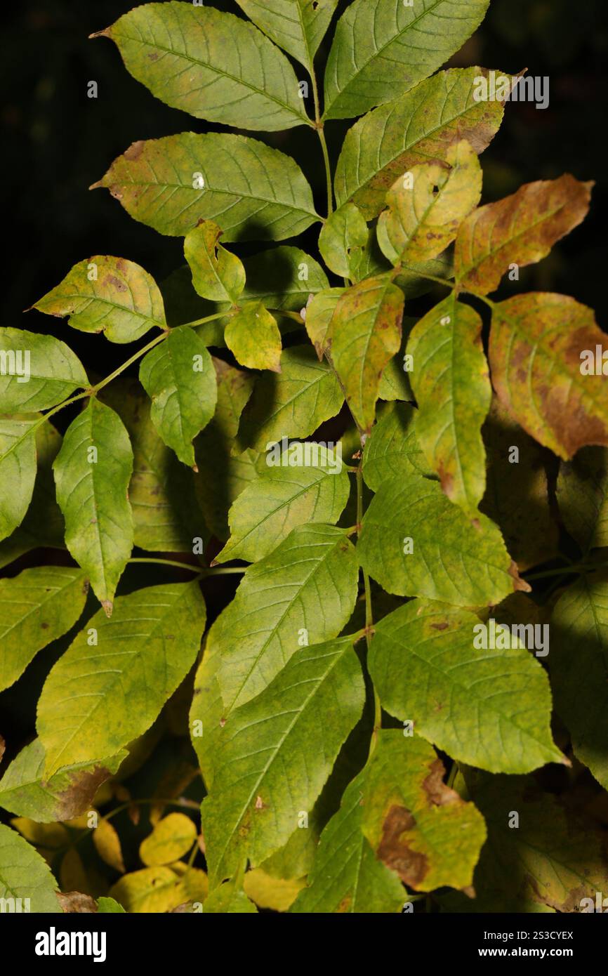 European ash (Fraxinus excelsior Stock Photo - Alamy