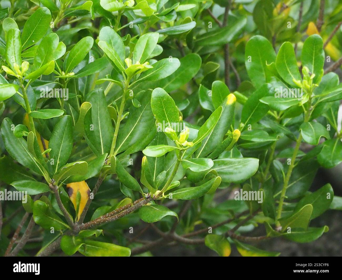 Japanese cheesewood (Pittosporum tobira Stock Photo - Alamy