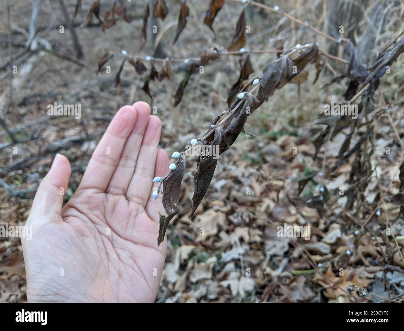 American gromwell (Lithospermum latifolium Stock Photo - Alamy
