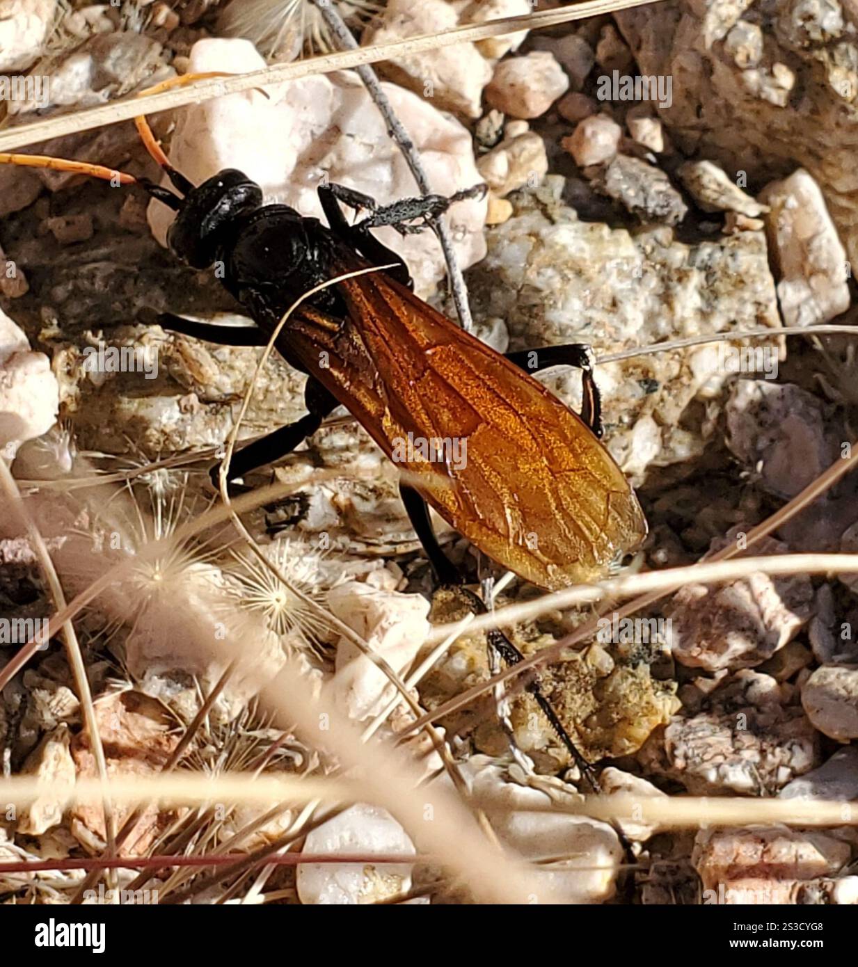 Tarantula-hawk Wasps and Allies (Pepsini Stock Photo - Alamy