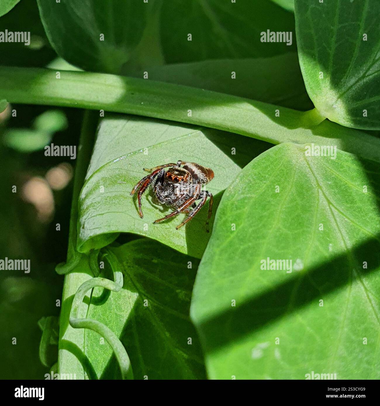 Garden Jumping Spiders (Opisthoncus Stock Photo - Alamy